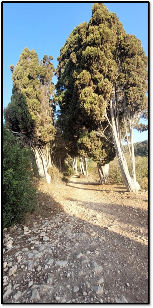 Buskett Medium Walking Path - The Department