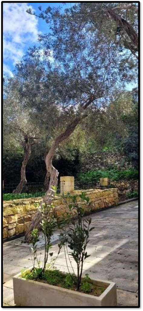 Buskett Medium Walking Path - The Department